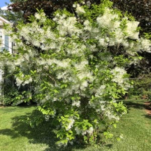 10 Best Small & Dwarf Trees for North Carolina - Pond Informer