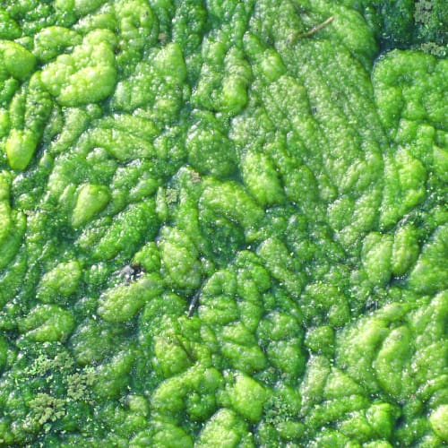 How to Plant & Grow Smooth Frogbit (Limnobium laevigatum) - Pond Informer