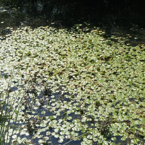 How to Plant & Grow Smooth Frogbit (Limnobium laevigatum) - Pond Informer