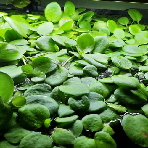 How to Plant & Grow Smooth Frogbit (Limnobium laevigatum) - Pond Informer
