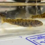 Guide to Yellow Perch (Perca flavescens) - Pond Informer