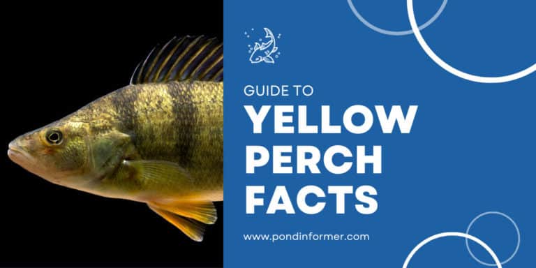 Facts & Guide to Yellow Perch (Perca flavescens) - Pond Informer