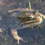 List of Frog Species in Alaska (ID + Pics) - Pond Informer