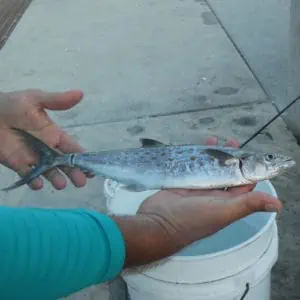 List of Fish Species in Calcasieu Lake (Updated) - Pond Informer