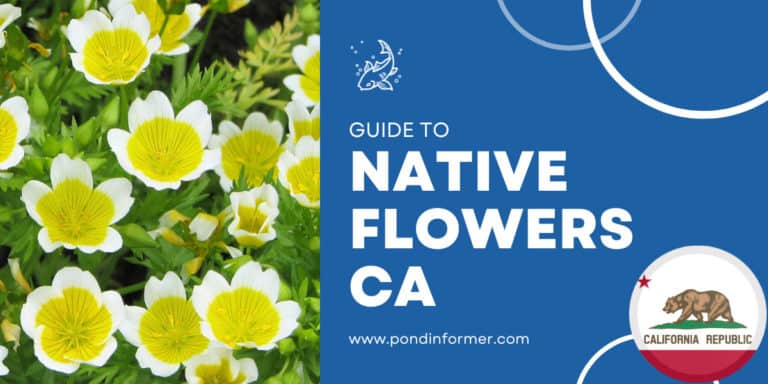 17 Native Flowers to Plant in California 2023 [Top Species] - Pond Informer