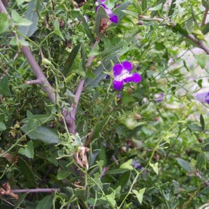 10 Native Vines for California Gardens - Pond Informer