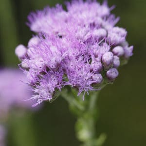 18 Native Flowers to Plant in Florida - Pond Informer