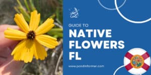 18 Native Flowers to Plant in Florida 2023 [Top Species] - Pond Informer