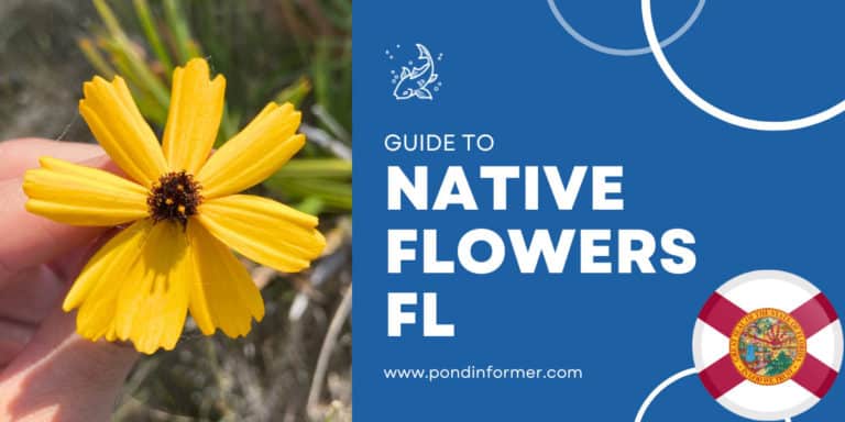 18 Native Flowers to Plant in Florida 2023 [Top Species] - Pond Informer