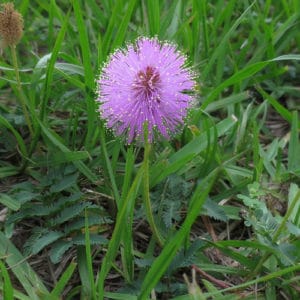 18 Native Flowers to Plant in Florida - Pond Informer
