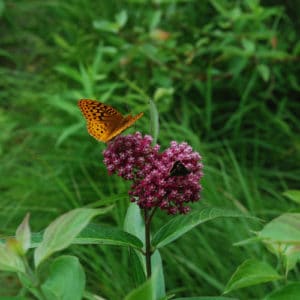 18 Native Flowers to Plant in Florida - Pond Informer