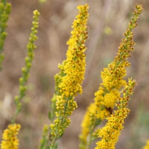 17 Native Flowers to Plant in California - Pond Informer