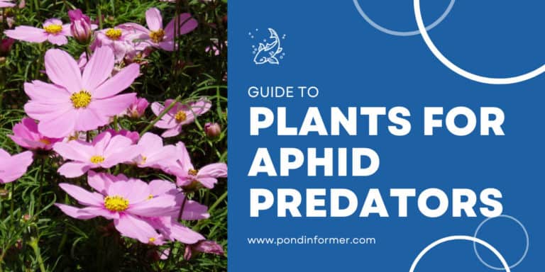 9 Plants That Attract Aphid Predators 2023 [Updated] - Pond Informer
