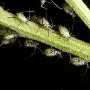 9 Plants That Attract Aphid Predators - Pond Informer