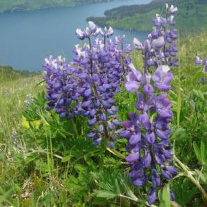 11 Plants That Attract Aphids (Plants They Love) - Pond Informer
