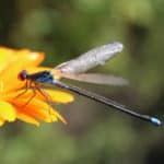 10 Plants That Attract Beneficial Insects (Top Picks) - Pond Informer