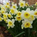 10 Plants That Repel Gophers (Plants Gophers Hate) - Pond Informer