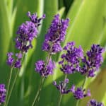 10 Plants That Repel Gophers (Plants Gophers Hate) - Pond Informer
