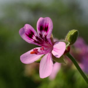 10 Plants That Repel Gophers (Plants Gophers Hate) - Pond Informer