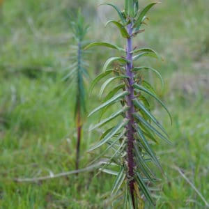 10 Plants That Repel Gophers (Plants Gophers Hate) - Pond Informer