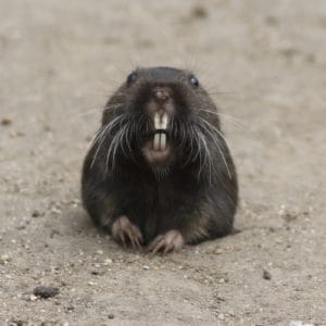 10 Plants That Repel Gophers (Plants Gophers Hate) - Pond Informer