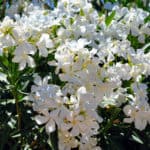 10 Plants That Repel Gophers (Plants Gophers Hate) - Pond Informer