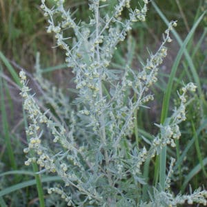 10 Plants That Repel Gophers (Plants Gophers Hate) - Pond Informer