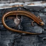 29 Salamander Species in Florida (ID + Pics) - Pond Informer