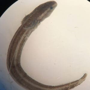 29 Salamander Species in Florida (ID + Pics) - Pond Informer