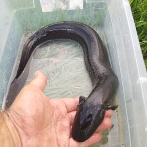 29 Salamander Species in Florida (ID + Pics) - Pond Informer