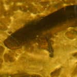 29 Salamander Species in Florida (ID + Pics) - Pond Informer