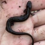 29 Salamander Species in Florida (ID + Pics) - Pond Informer