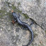 29 Salamander Species in Florida (ID + Pics) - Pond Informer