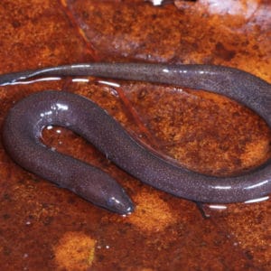 29 Salamander Species in Florida (ID + Pics) - Pond Informer