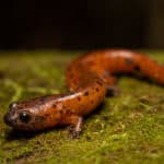 29 Salamander Species in Florida (ID + Pics) - Pond Informer