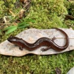 29 Salamander Species in Florida (ID + Pics) - Pond Informer