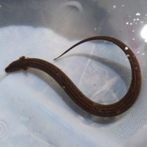29 Salamander Species in Florida (ID + Pics) - Pond Informer