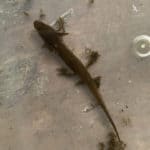 29 Salamander Species in Florida (ID + Pics) - Pond Informer