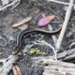 29 Salamander Species in Florida (ID + Pics) - Pond Informer