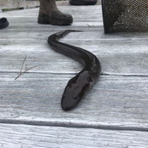 29 Salamander Species in Florida (ID + Pics) - Pond Informer