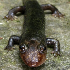 25 Salamander Species in Georgia (ID + Pics) - Pond Informer