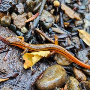 25 Salamander Species in Georgia (ID + Pics) - Pond Informer