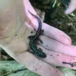 25 Salamander Species in Georgia (ID + Pics) - Pond Informer