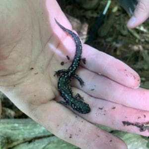 25 Salamander Species in Georgia (ID + Pics) - Pond Informer