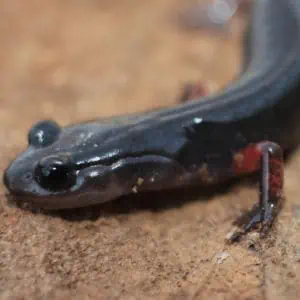 25 Salamander Species in Georgia (ID + Pics) - Pond Informer
