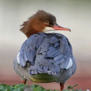 28 Must-See Water Birds in Ohio (ID + Pictures) - Pond Informer