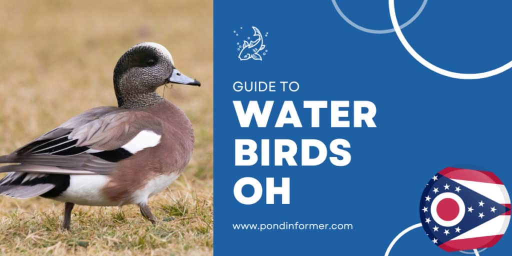 28 Must-See Water Birds in Ohio 2023 (ID + Pictures) - Pond Informer