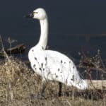 28 Must-See Water Birds in Ohio (ID + Pictures) - Pond Informer