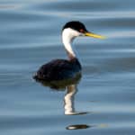 37 Must-See Water Birds in Wyoming (ID + Pictures) - Pond Informer