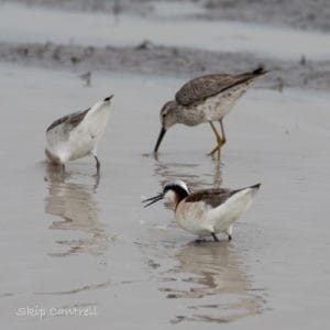37 Must-See Water Birds in Wyoming (ID + Pictures) - Pond Informer
